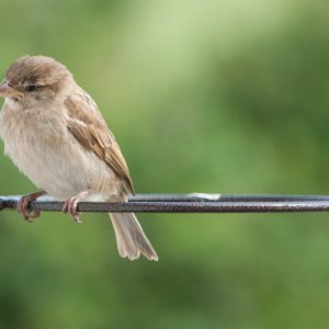 Garden Birds | DPReview Forums