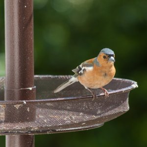 Garden Birds | DPReview Forums