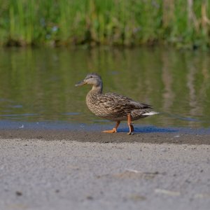 xf-90 | DPReview Forums