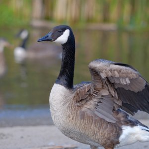 xf-90 | DPReview Forums