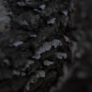 xf-90 | DPReview Forums