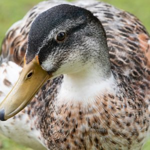 Duck | DPReview Forums