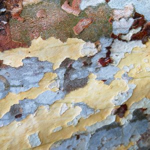 Up a Gum Tree ? | DPReview Forums
