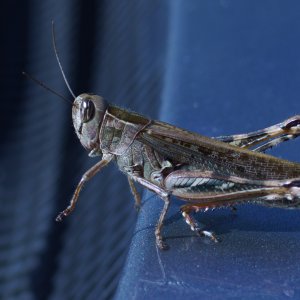 Grasshopper | DPReview Forums