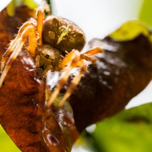 Spide 1 | DPReview Forums