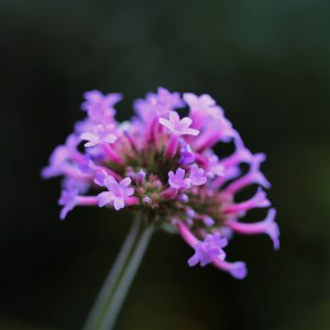 Dainty | DPReview Forums