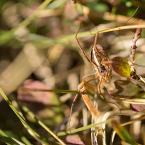 nex-7 | DPReview Forums