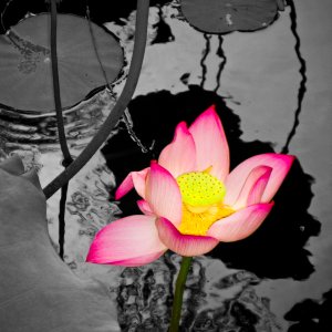 Nenufar Color BW | DPReview Forums