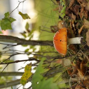 Fall has come | DPReview Forums