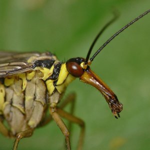 why the long face? | DPReview Forums