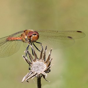 Close encounter | DPReview Forums