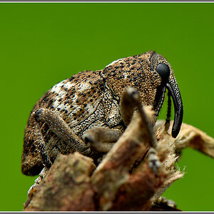 _YSK2933 (Net) | DPReview Forums