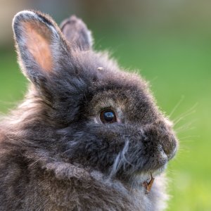 eye-reflection | DPReview Forums