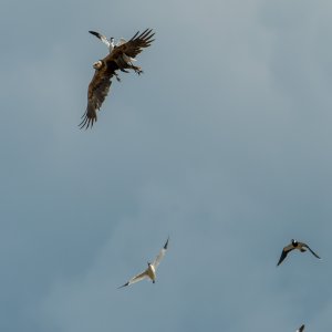 avocet | DPReview Forums