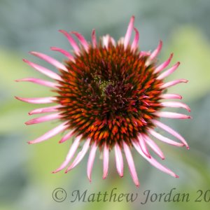 Flower_2 | DPReview Forums