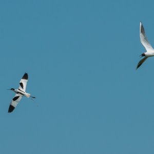 avocet | DPReview Forums