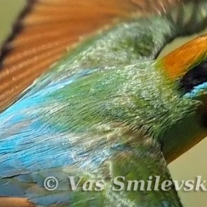 Rainbow bee-eater | DPReview Forums