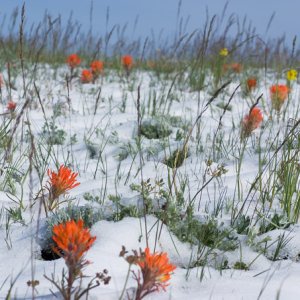 Indian Paintbrush in Snow | DPReview Forums