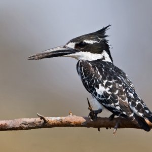 d31_3918aap | DPReview Forums