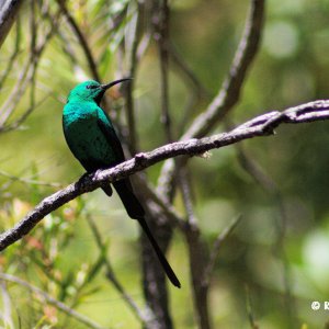 birdsofsouthafrica | DPReview Forums