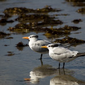 olympus-mzd-40-150 | DPReview Forums