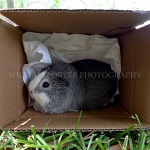 beebe | DPReview Forums