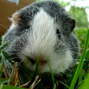 beebe | DPReview Forums