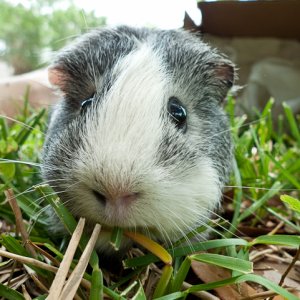 beebe | DPReview Forums