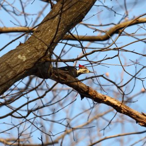 pileated-woodpecker | DPReview Forums