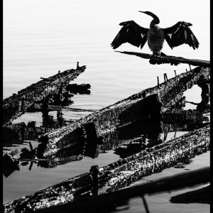 BW-2 | DPReview Forums