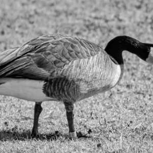 perfect-photo-suite | DPReview Forums