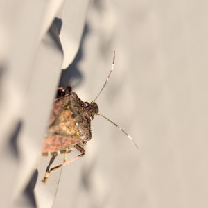 nex-7 | DPReview Forums