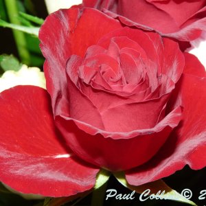 I Am A Rose | DPReview Forums