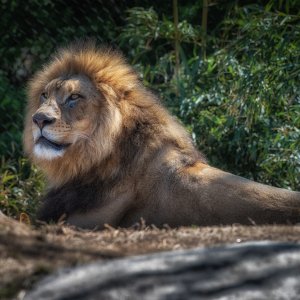 CZ2a | DPReview Forums