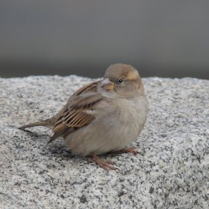 100-crop | DPReview Forums