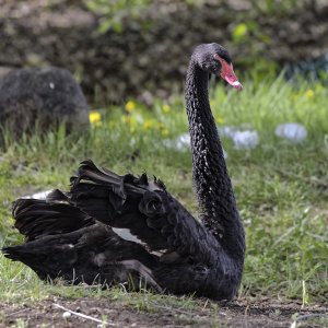 Black Swan 2 | DPReview Forums