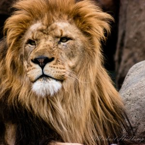 lying-down | DPReview Forums