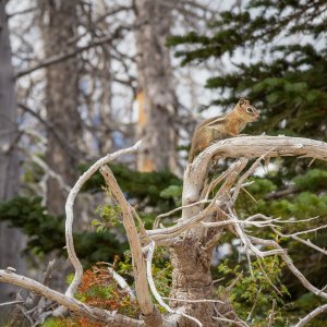 art fair-7463 | DPReview Forums