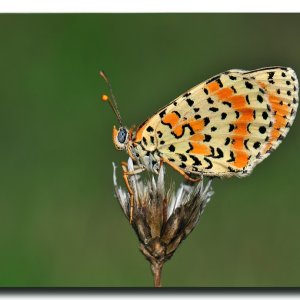 Melitaea trivia | DPReview Forums