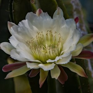 g_06112016_006_ red | DPReview Forums