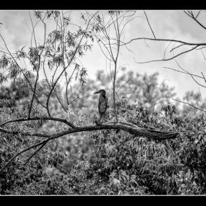 A Bird in the Bush | DPReview Forums