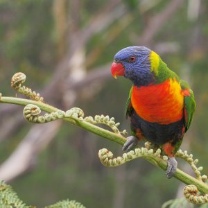 tree-fern | DPReview Forums