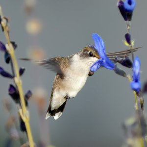 Hummingbird on Blue and Black Salvia_Birds 066 | DPReview Forums