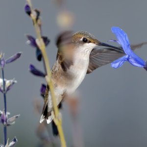 Hummingbird on Blue and Black Salvia_Birds 066 | DPReview Forums