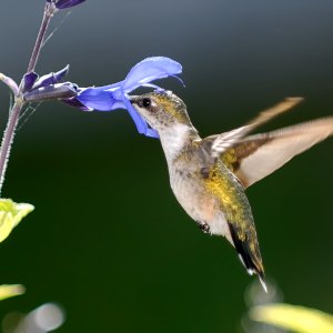 Hummingbir on Blue and Black Salvia_Birds 057 | DPReview Forums
