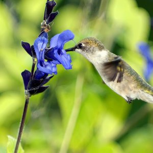 Hummingbir on Blue and Black Salvia_Birds 057 | DPReview Forums