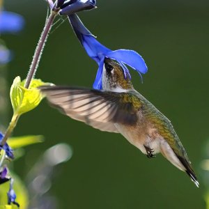 Hummingbir on Blue and Black Salvia_Birds 057 | DPReview Forums