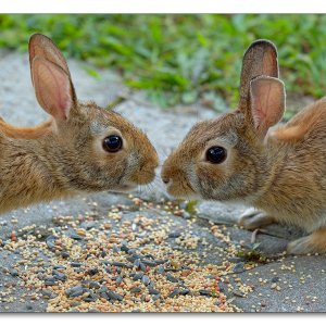 dinner-date | DPReview Forums