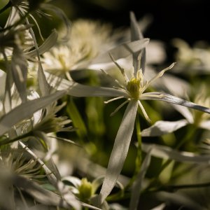 Wild flowers | DPReview Forums