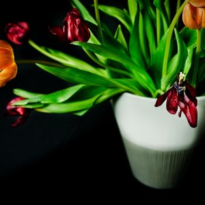 Tulips-1 | DPReview Forums